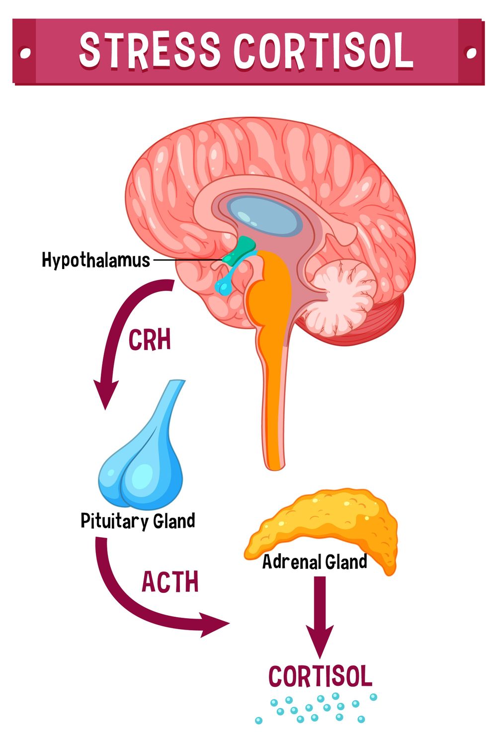 How to reduce cortisol levels, and why men should pay attention