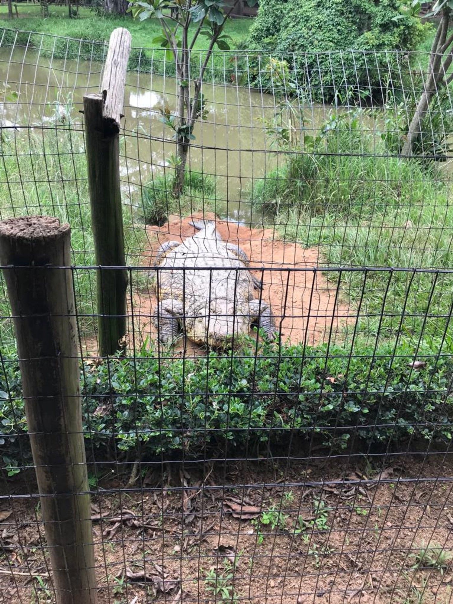 A lunch date with that old croc Henry