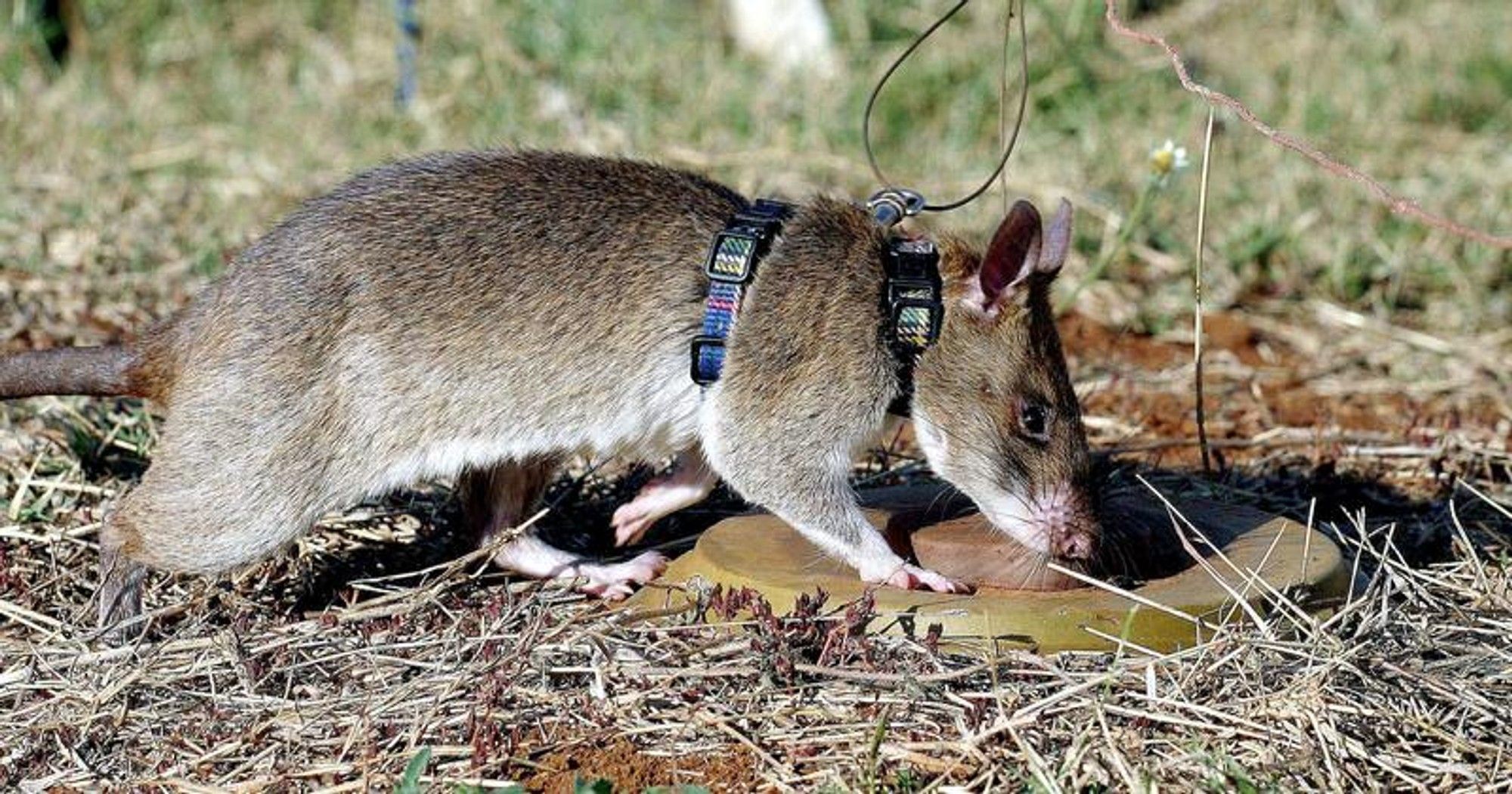 WATCH: Giant rats freak out Alex residents