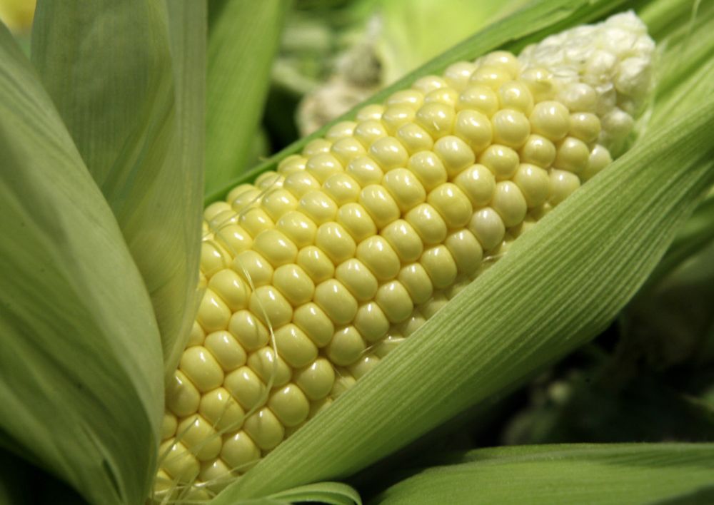 Modified corn ‘helps nearby fields’