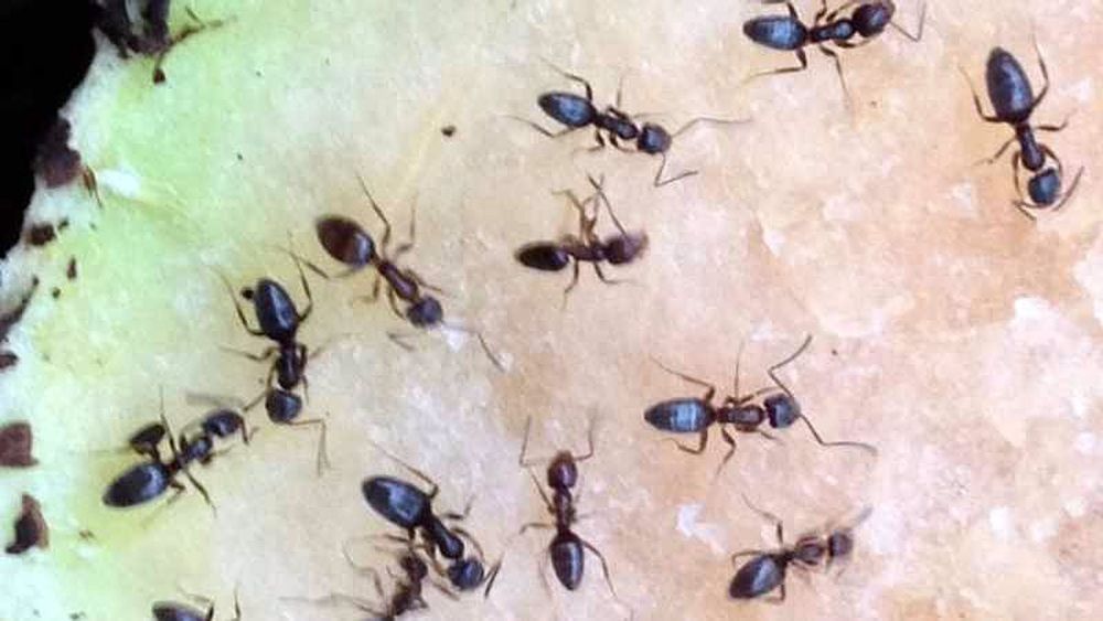 Ants now the target of wildlife smugglers