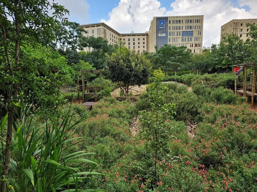 Green revolution in Hatfield: How a rubbish dump became UP's thriving ...