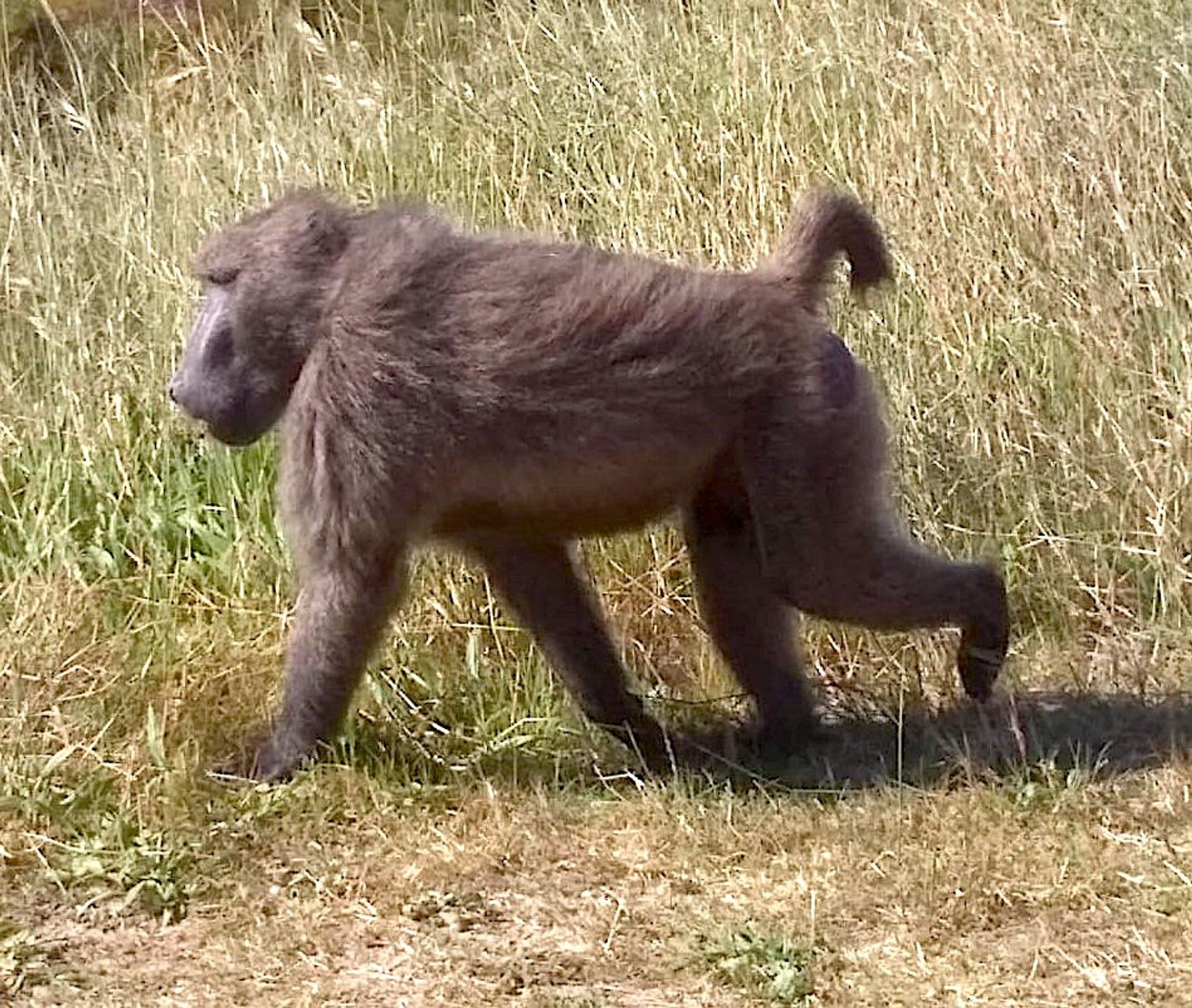 Durban's second baboon sighting ends with successful capture