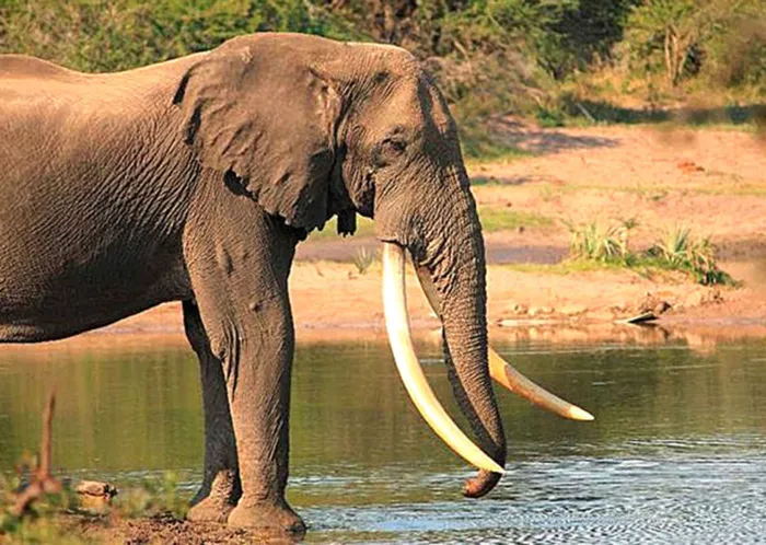 Rising ivory demand worries conservationists