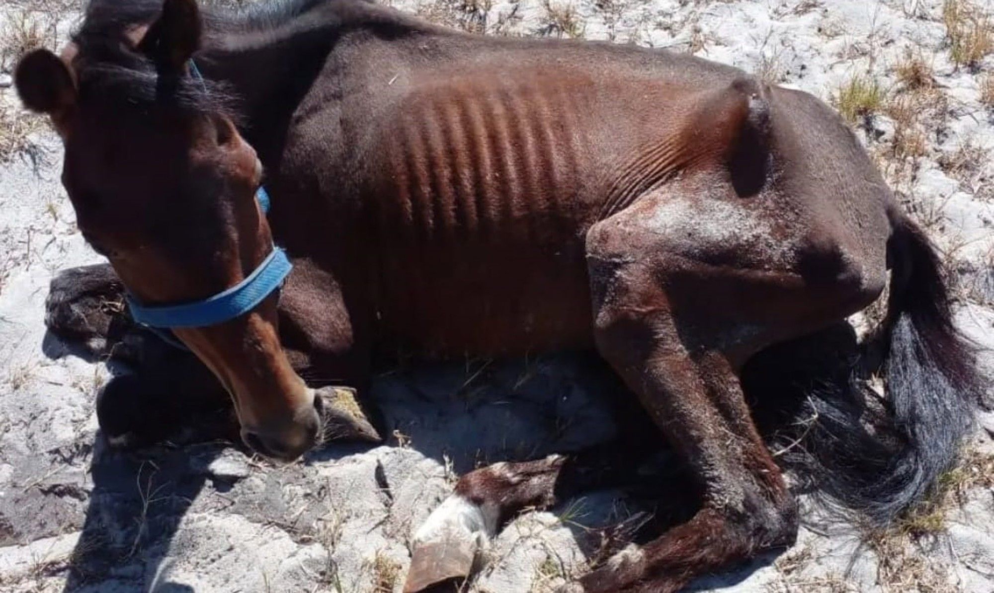 Poor unstable pony: Starved, weak perd rescued, owner now faces cruelty ...