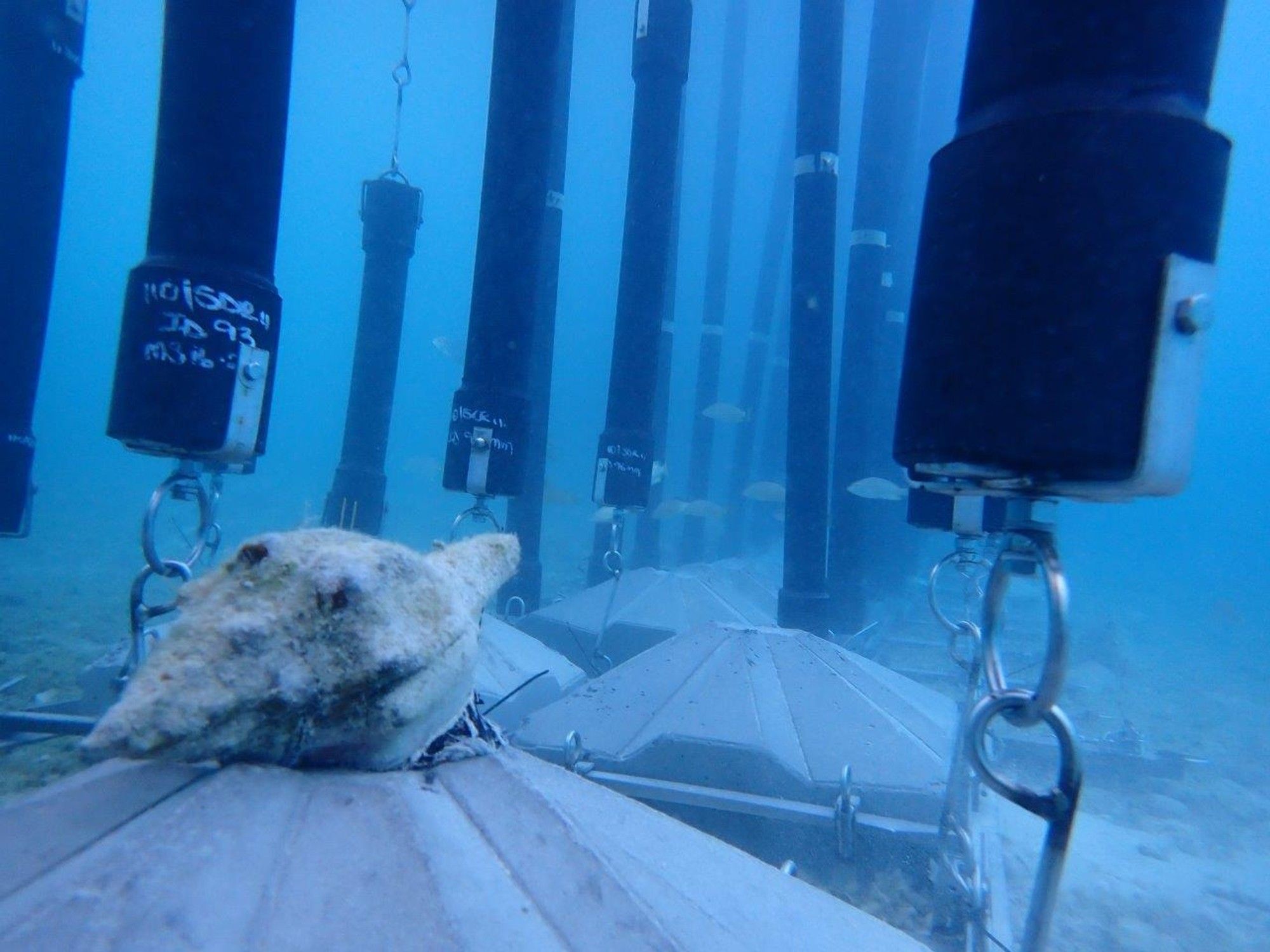Locally developed, eco-friendly shark barrier installed in the Bahamas