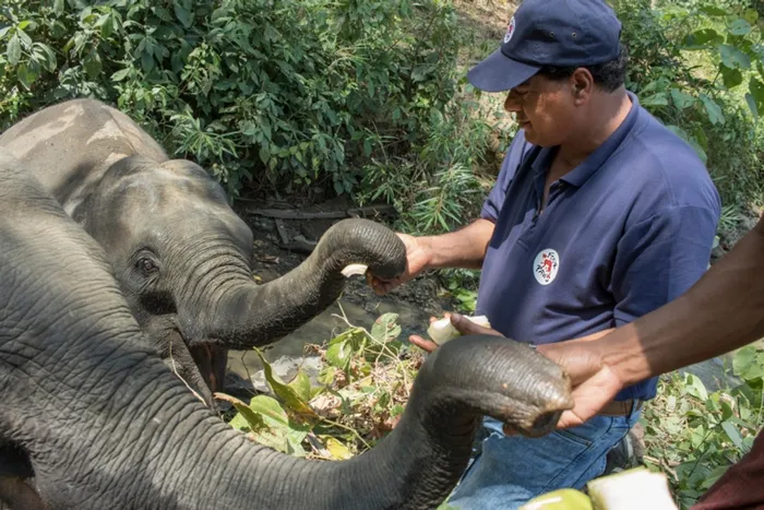 Sanctuary for discarded, injured elephants