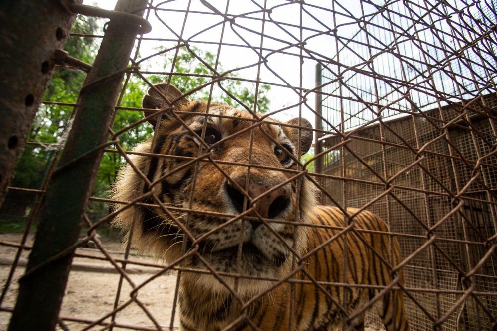 Four Paws launches emergency mission for big cats and bears at former ...