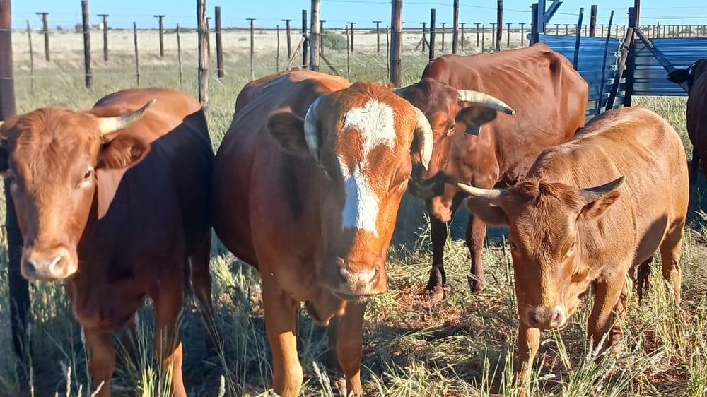 Inanda stock theft leads to tragic deaths of four men, including e ...