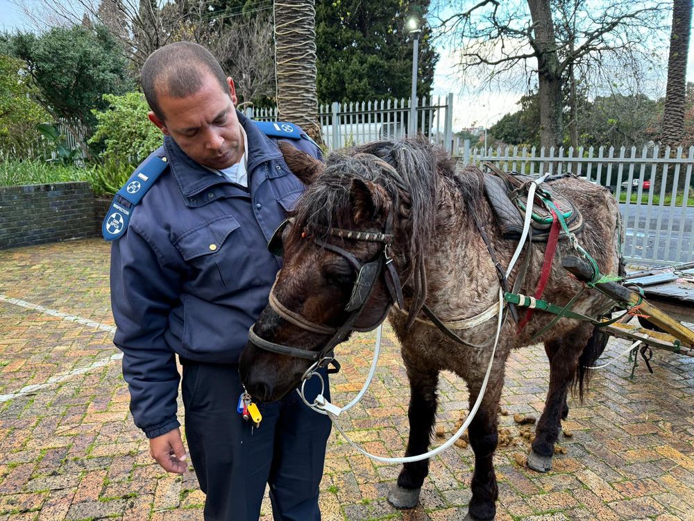 Woman almost whipped saving horse