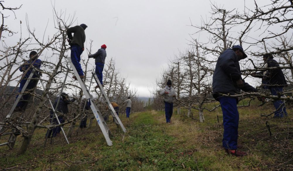 NGO slams wine, fruit farms for abuses