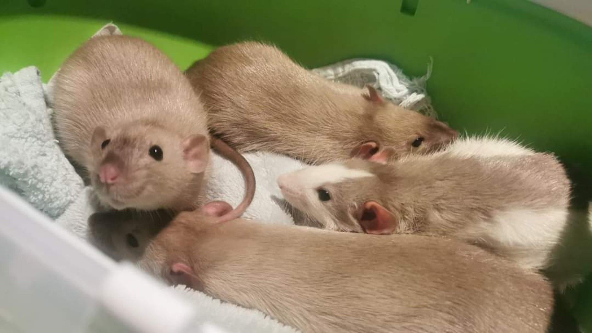 Reward of R2 000 offered for abducted rats