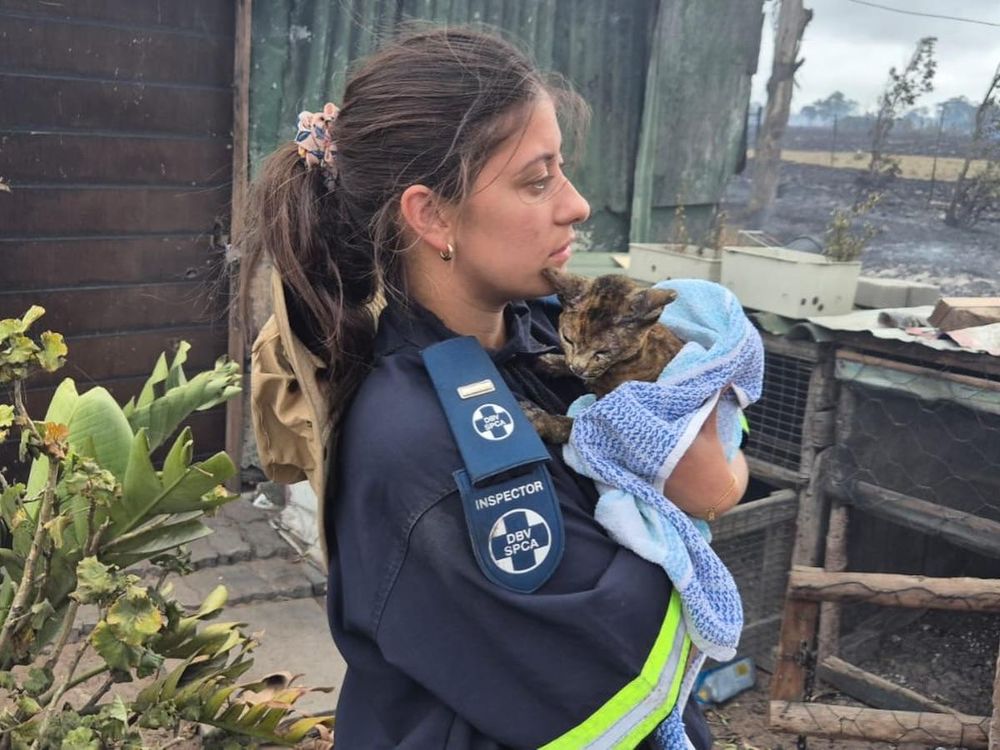 LOOK: NSPCA's heroic rescue of animals during devastating wildfires in ...
