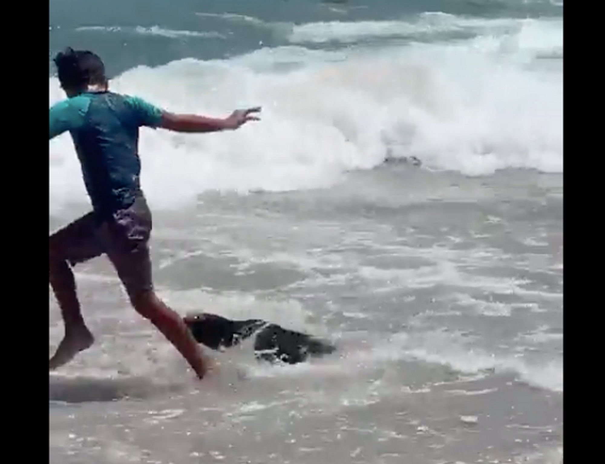 Seal attack at Clifton beach could have been avoided, says Hout Bay ...