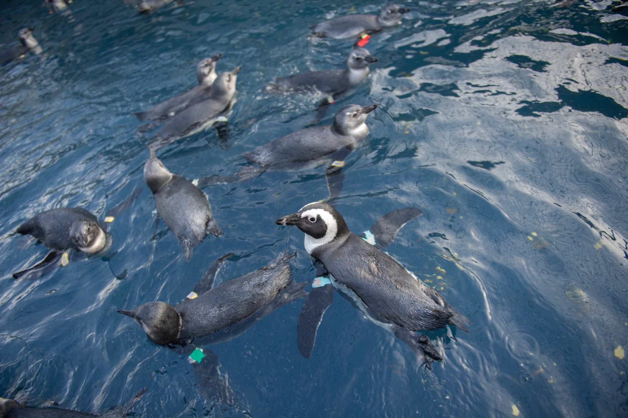 African Penguins get a lifeline: Court orders fishing closures