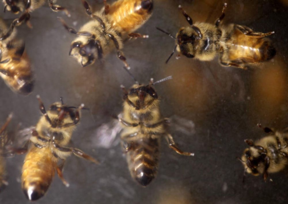 Global Biodiversity Outlook looks bleak