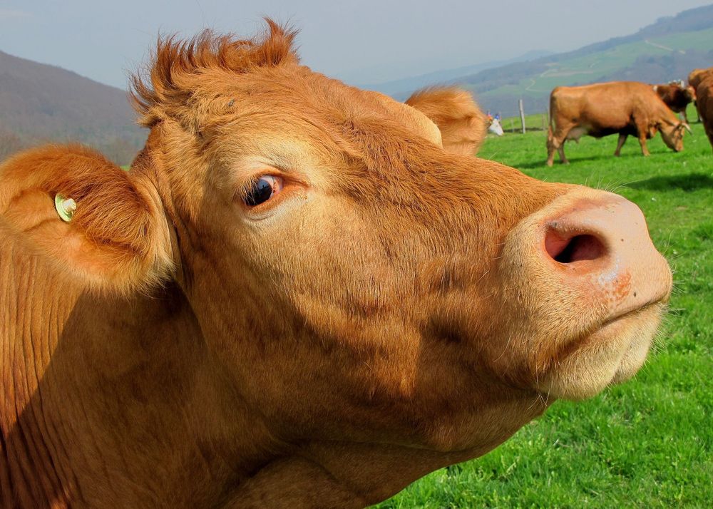WATCH: Feeding cows seaweed could help reduce methane emissions, study ...