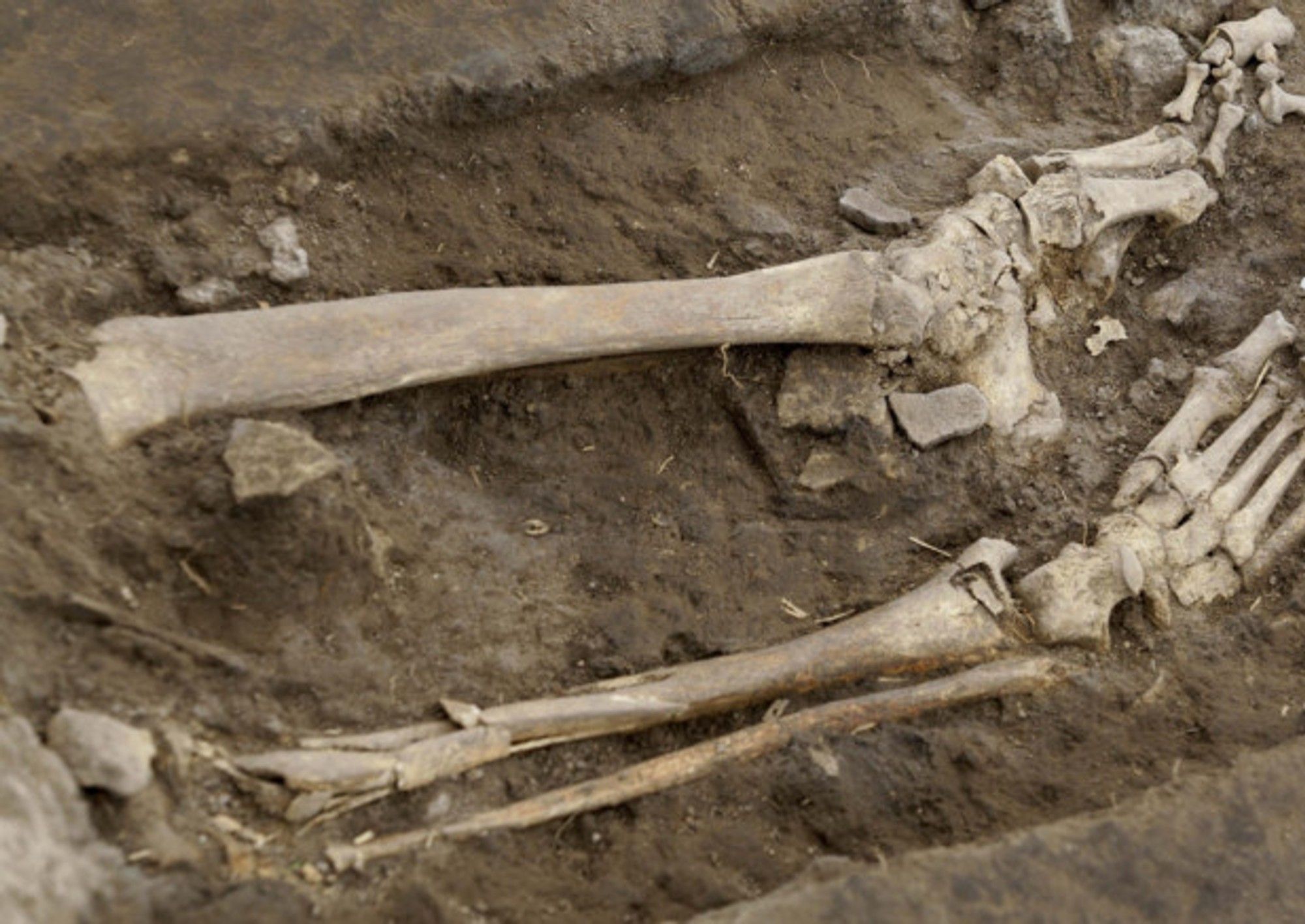 ‘Vampire’ skeleton to go on display