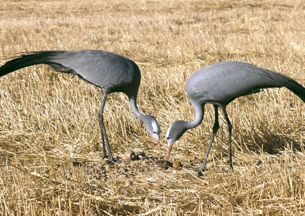 How agricultural practices in the Western Cape endanger the Blue Crane