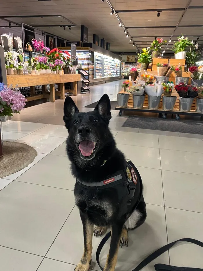 Furry friends sniff out explosives at Woolworths stores