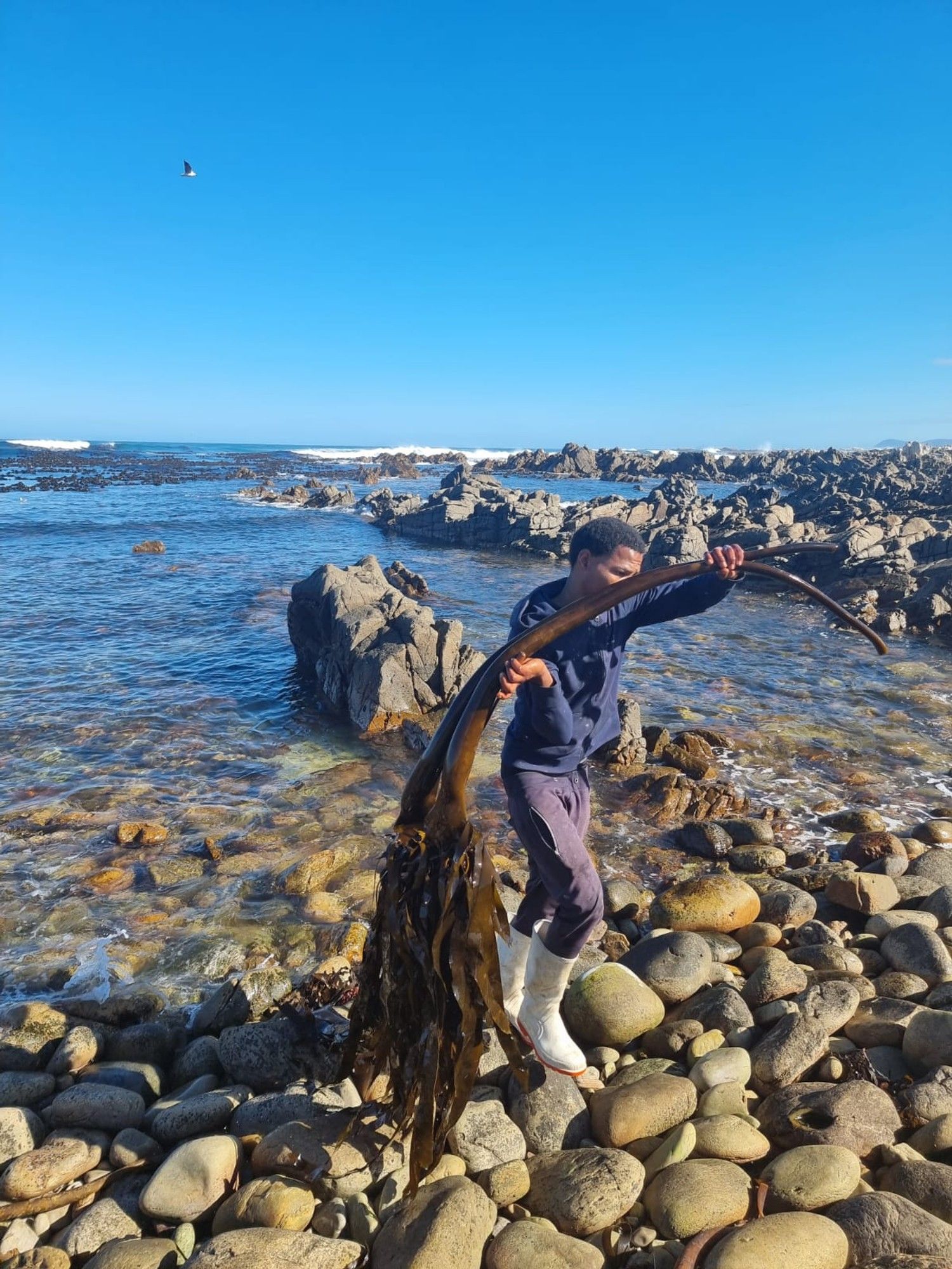 Victory to harvest seaweed for Buffeljagbaai fishing community