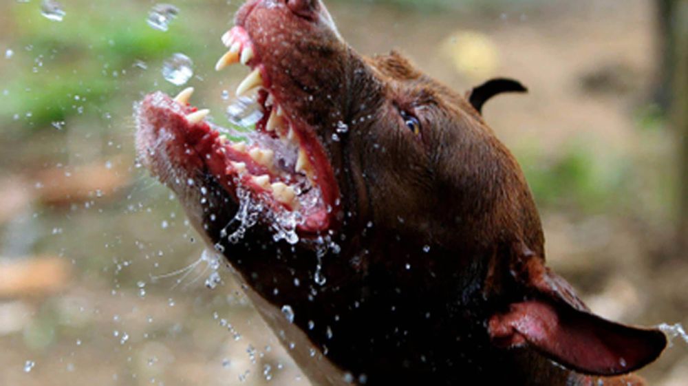 Man severely mauled by two pit bulls at a park in Mitchells Plain