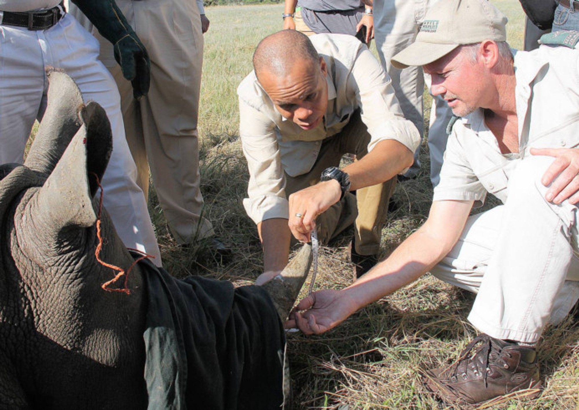 Poisoning rhino horns works - expert