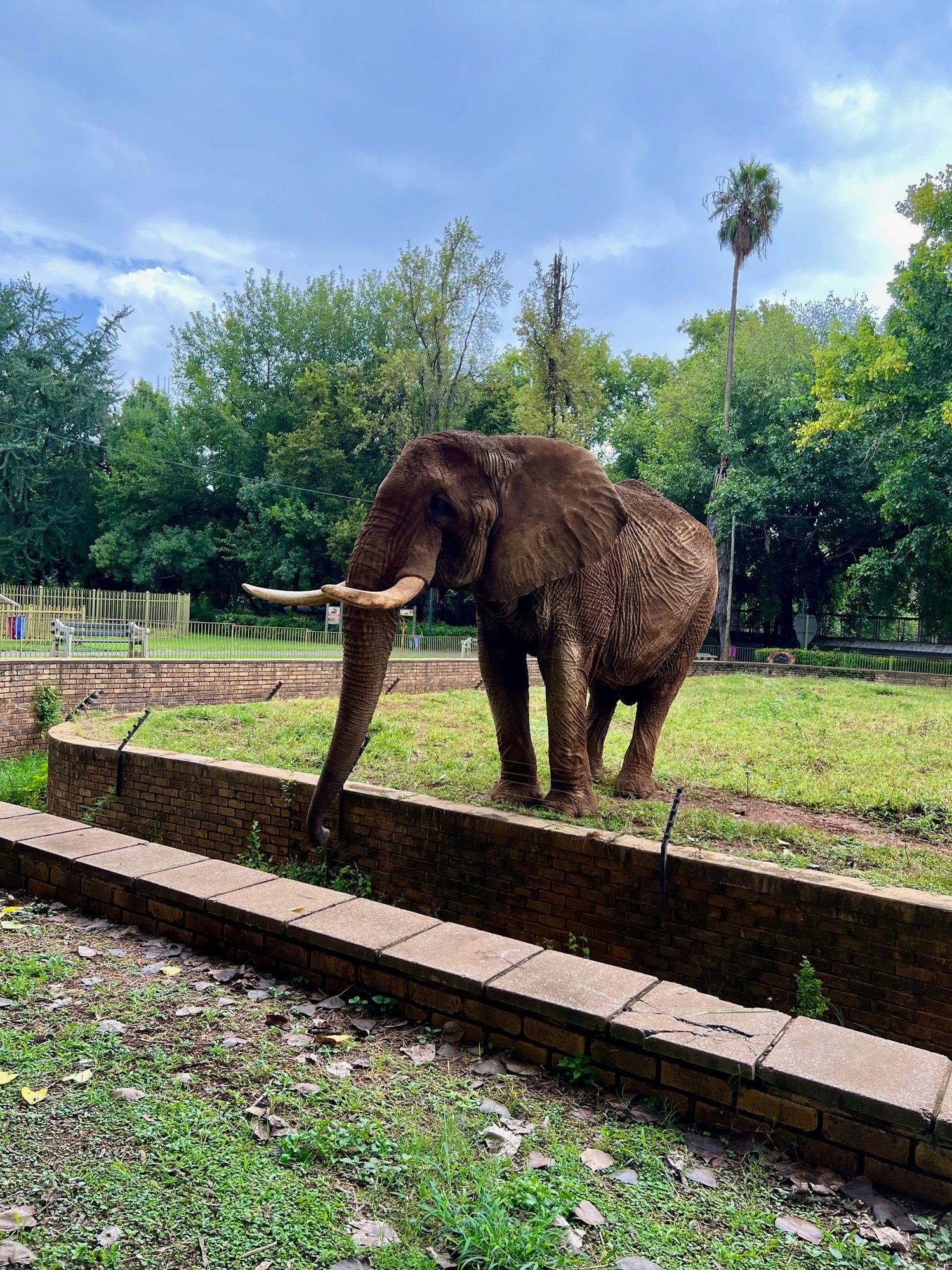 A step ‘towards freedom’ for Charlie the elephant