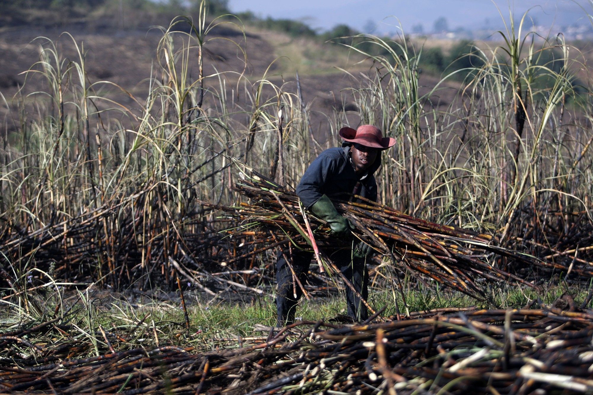 Court slams Tongaat Hulett with R526m debt obligation to sugar cane growers