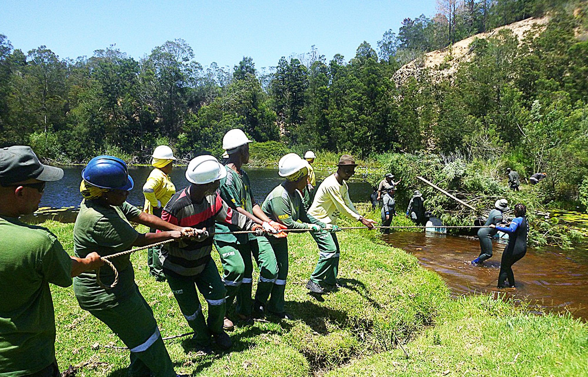 Removal of aliens frees up water in Knysna River