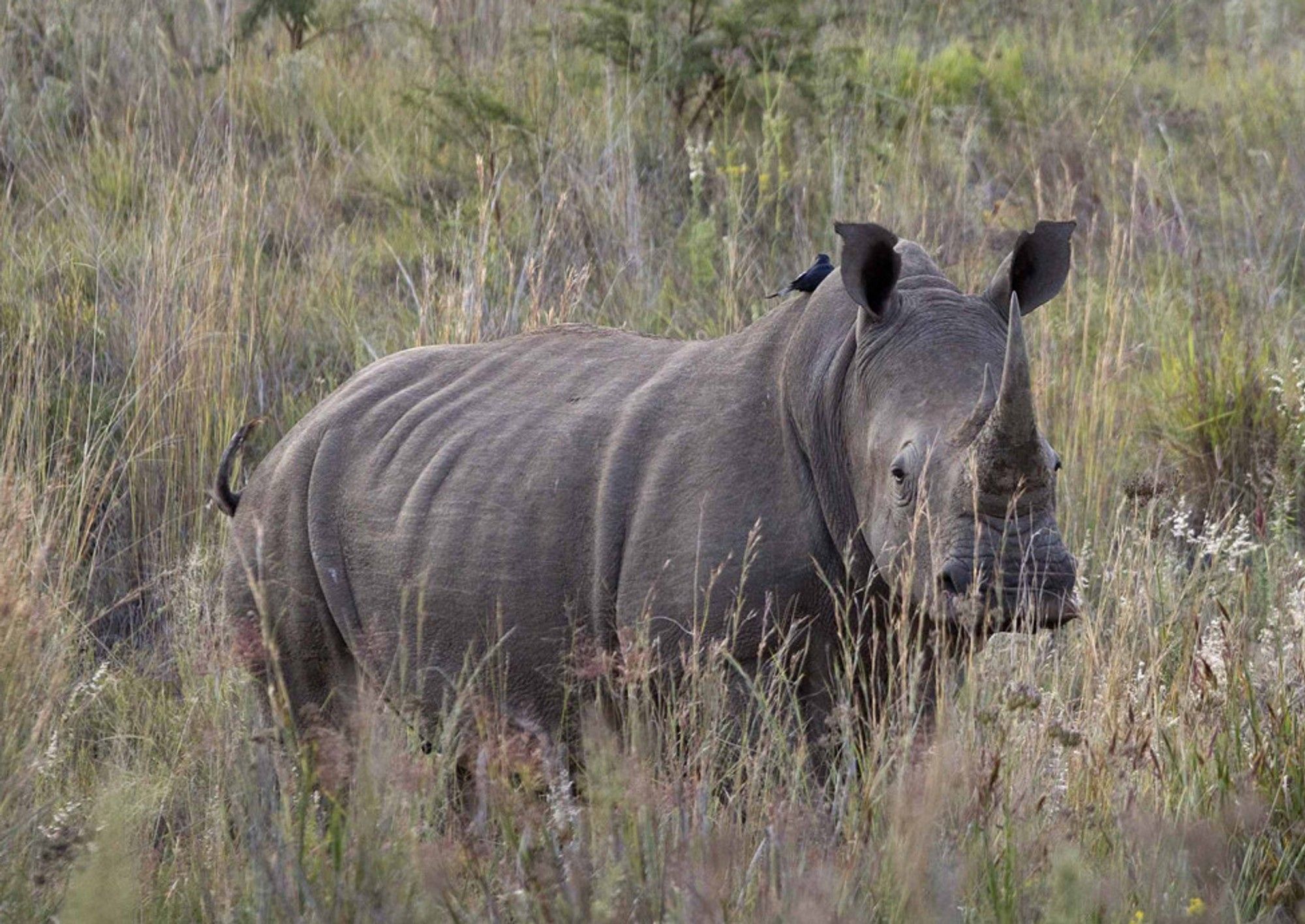SA rhino given Newsmaker award