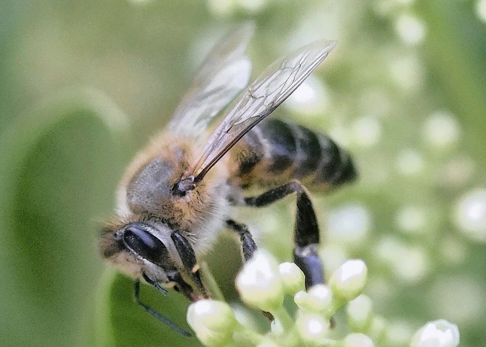 Bees: it’s swarming season