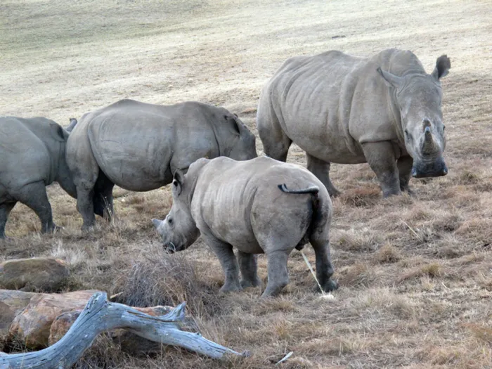 Poachers face dual opposition