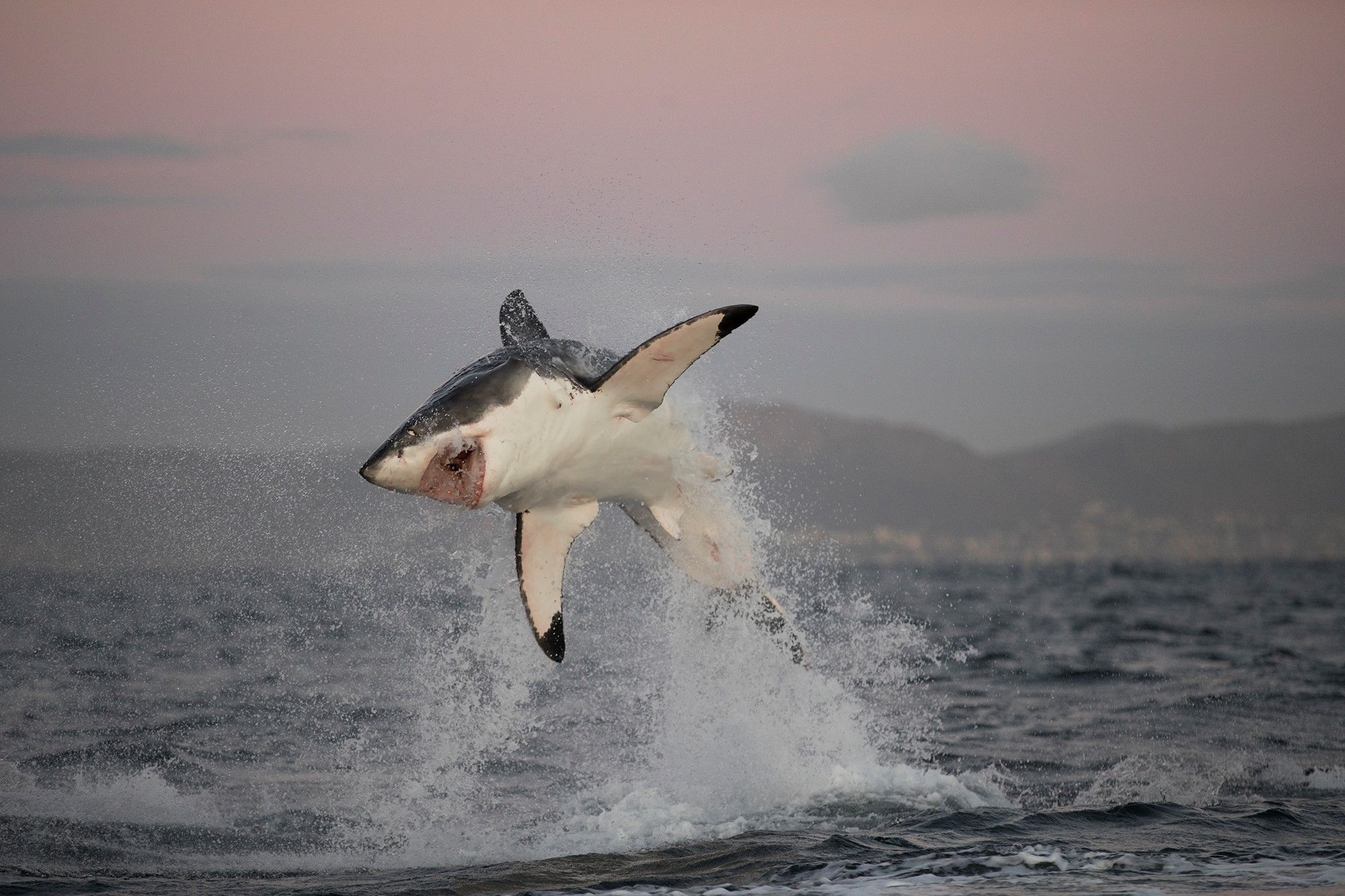 New research refutes claims that white shark population has stabilised