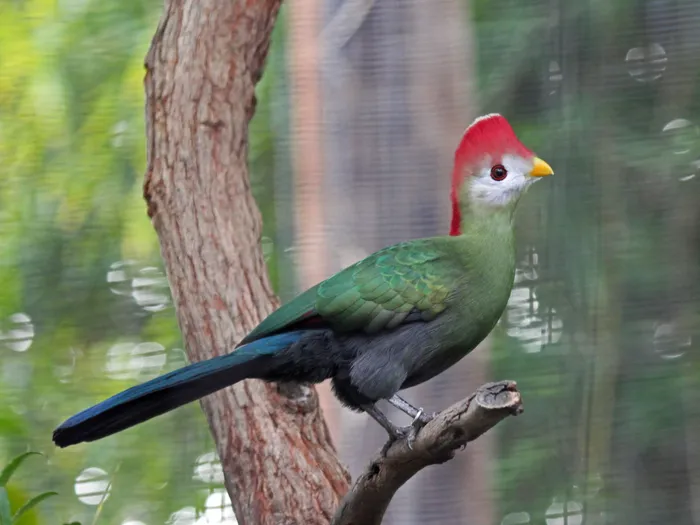 Rare bird species boost tourism in Angola