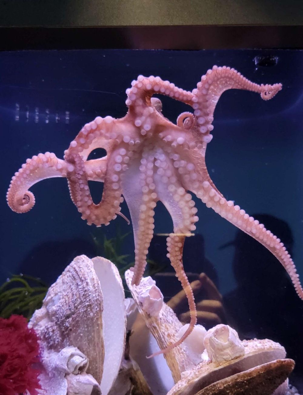 Love pours in for a dying octopus as she tends to eggs that will never ...