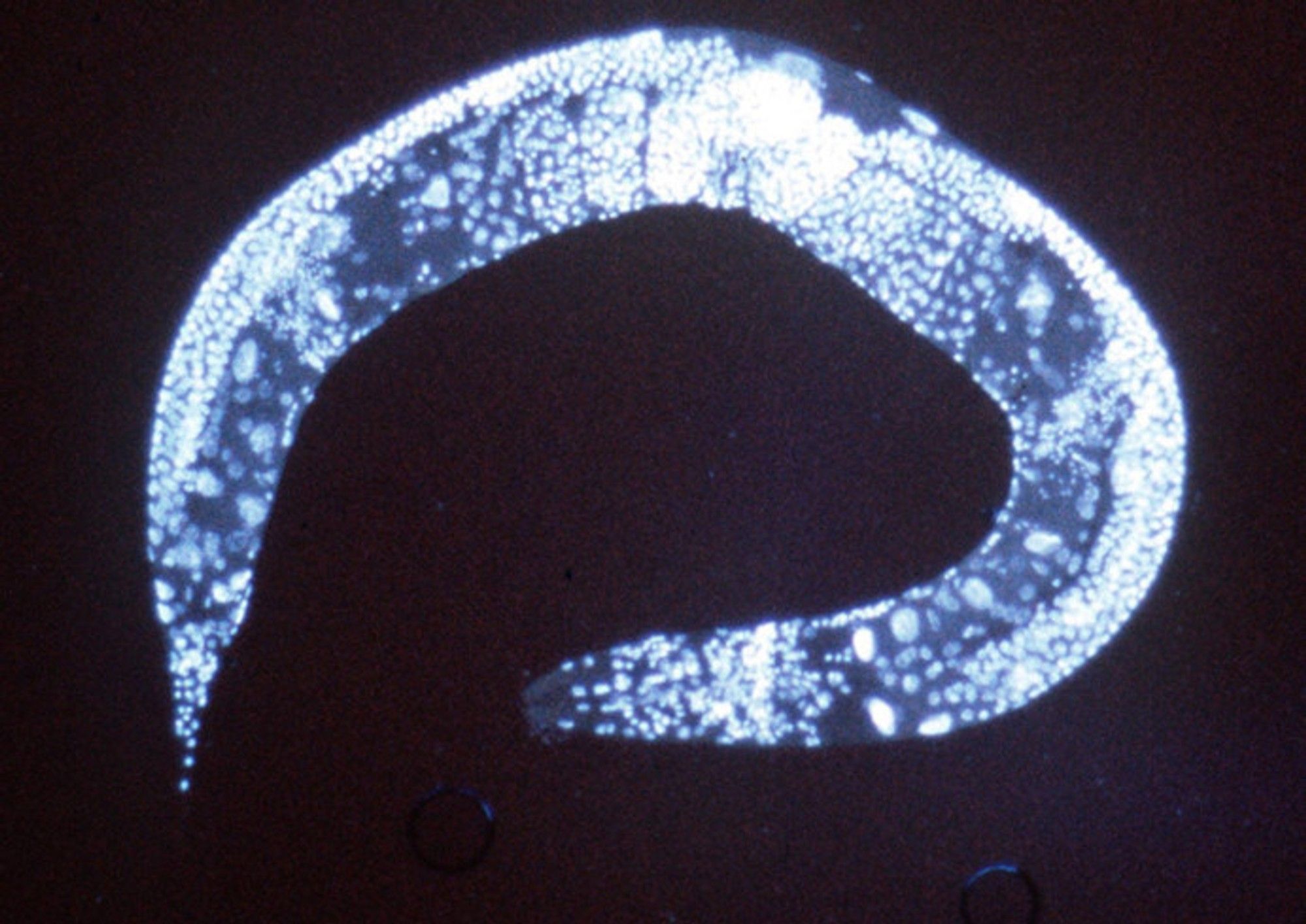 Scientists amazed as tiny worm turns