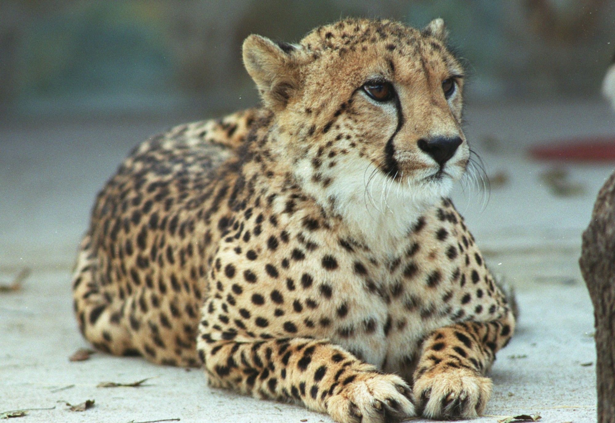 Season 2 of multi-award-winning local conservation series lauded