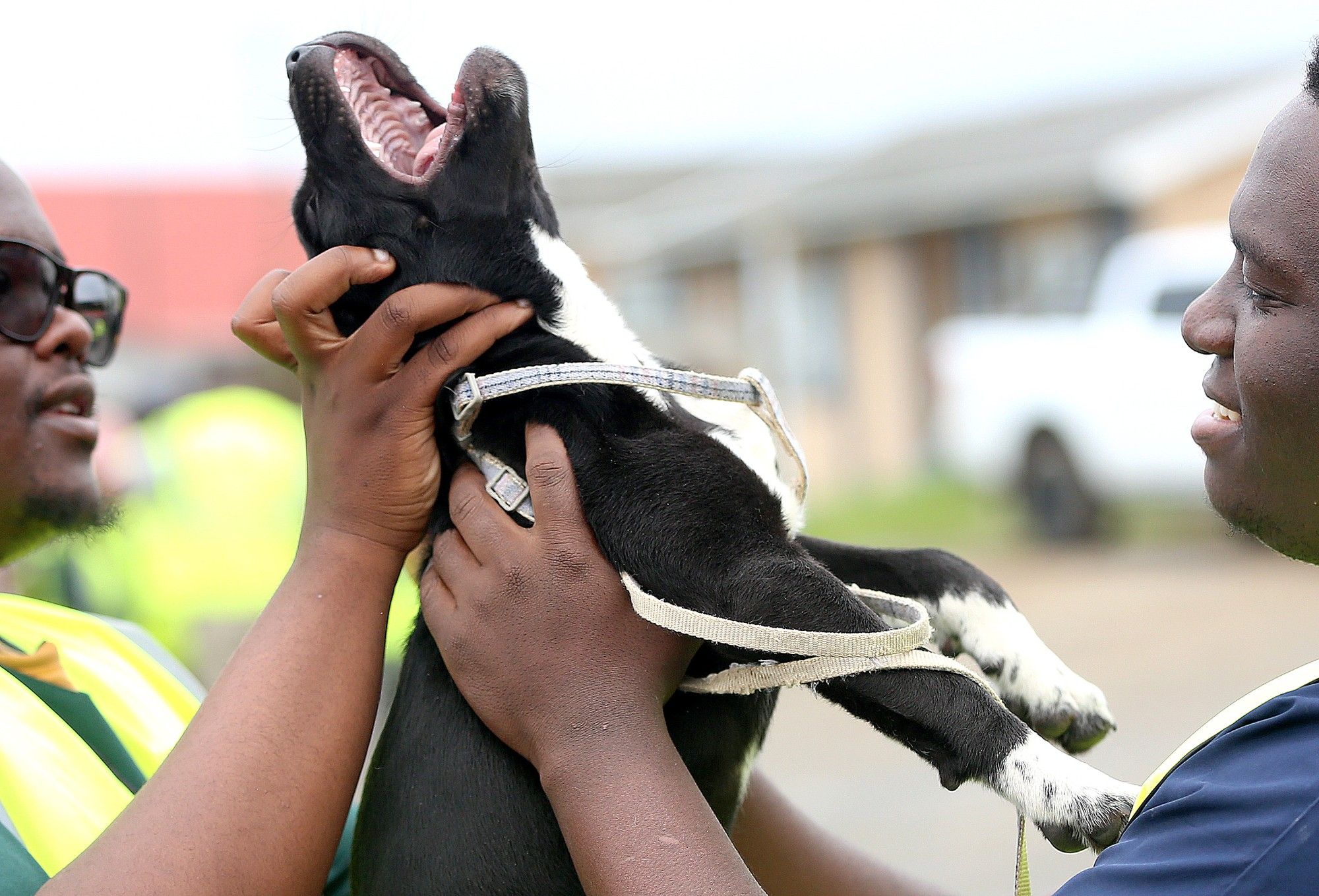 ‘Rare’ rabies detection in seal bitten by a dog
