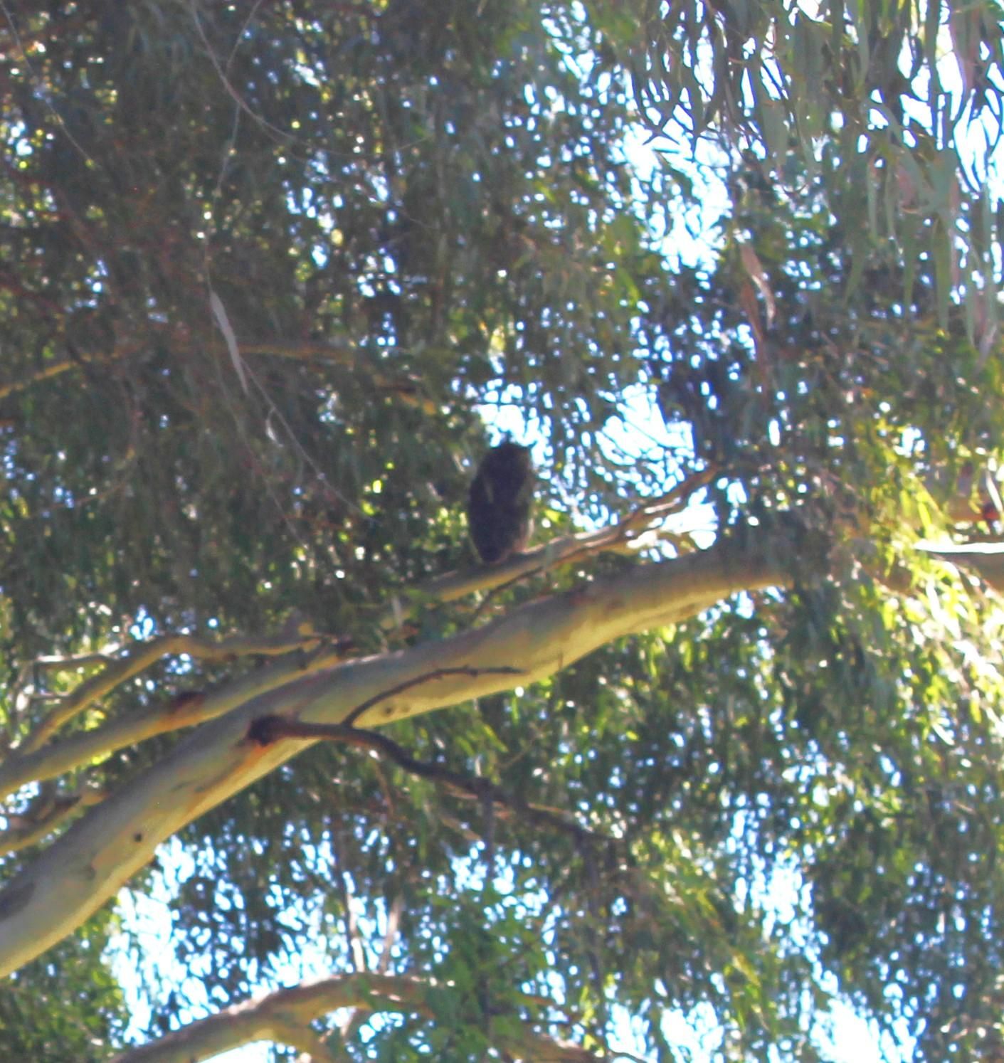 Protect our owls: Attend the Keurboom Park Association's emergency meeting