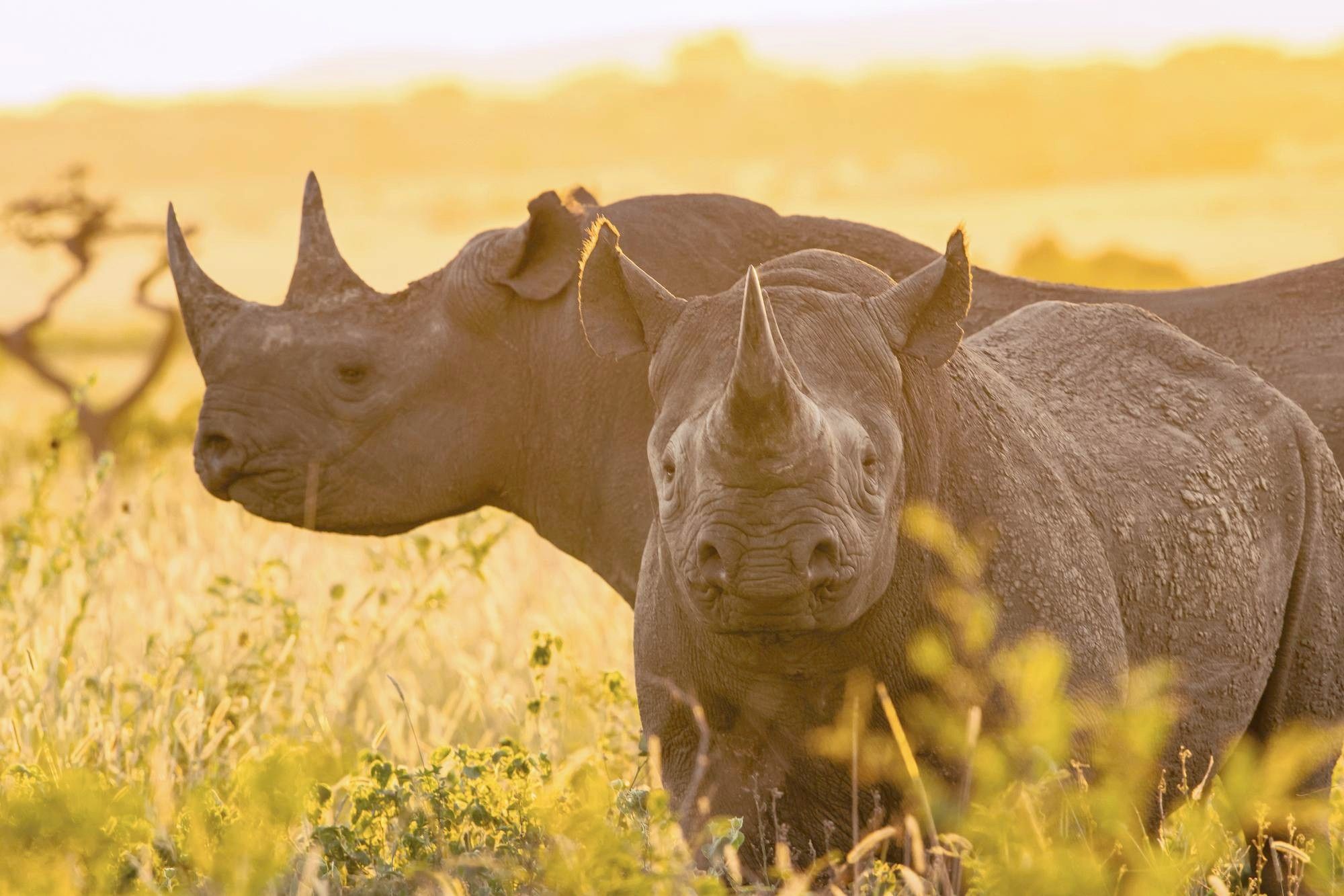 Fight to end rhino poaching goes on
