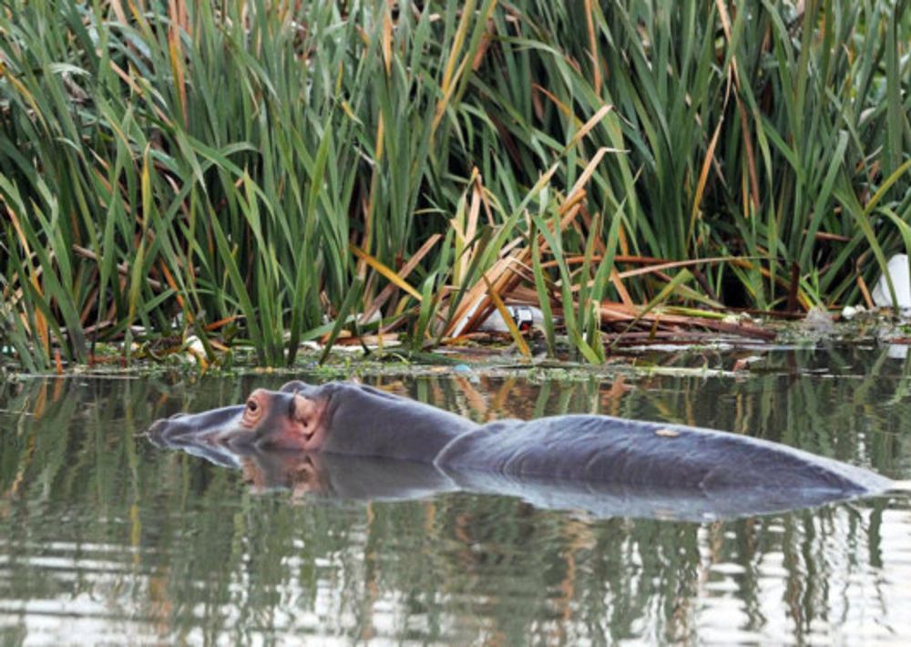 ‘Problem’ hippo ends up in royal pot