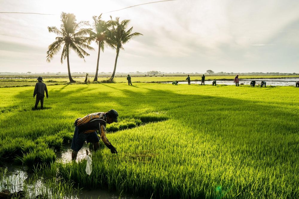 The hidden hunger crisis: how rising CO2 levels are diminishing the ...