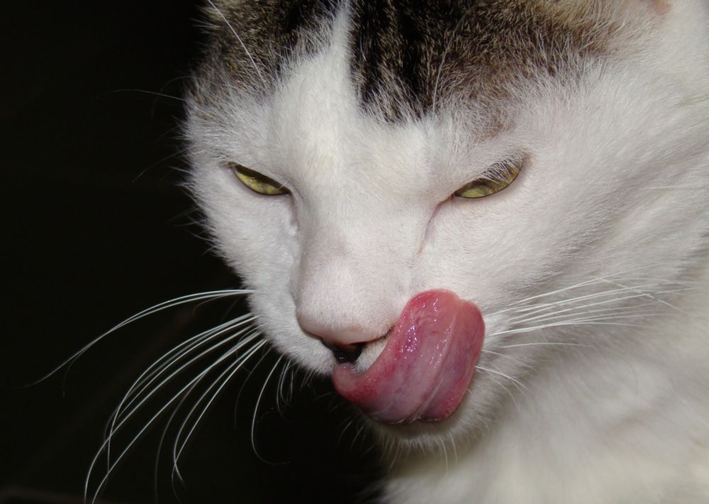 From feline courier to jailbird