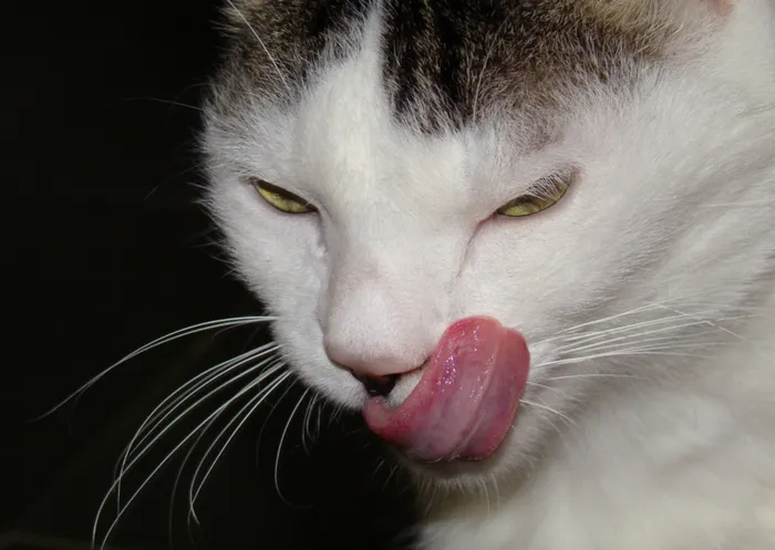 From feline courier to jailbird