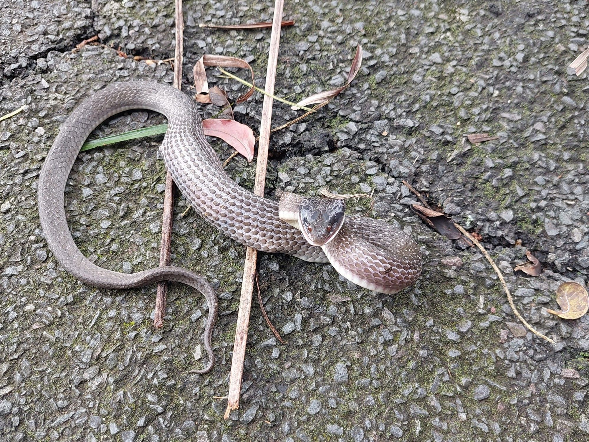 Busy morning for snake rescuer with three herald snakes