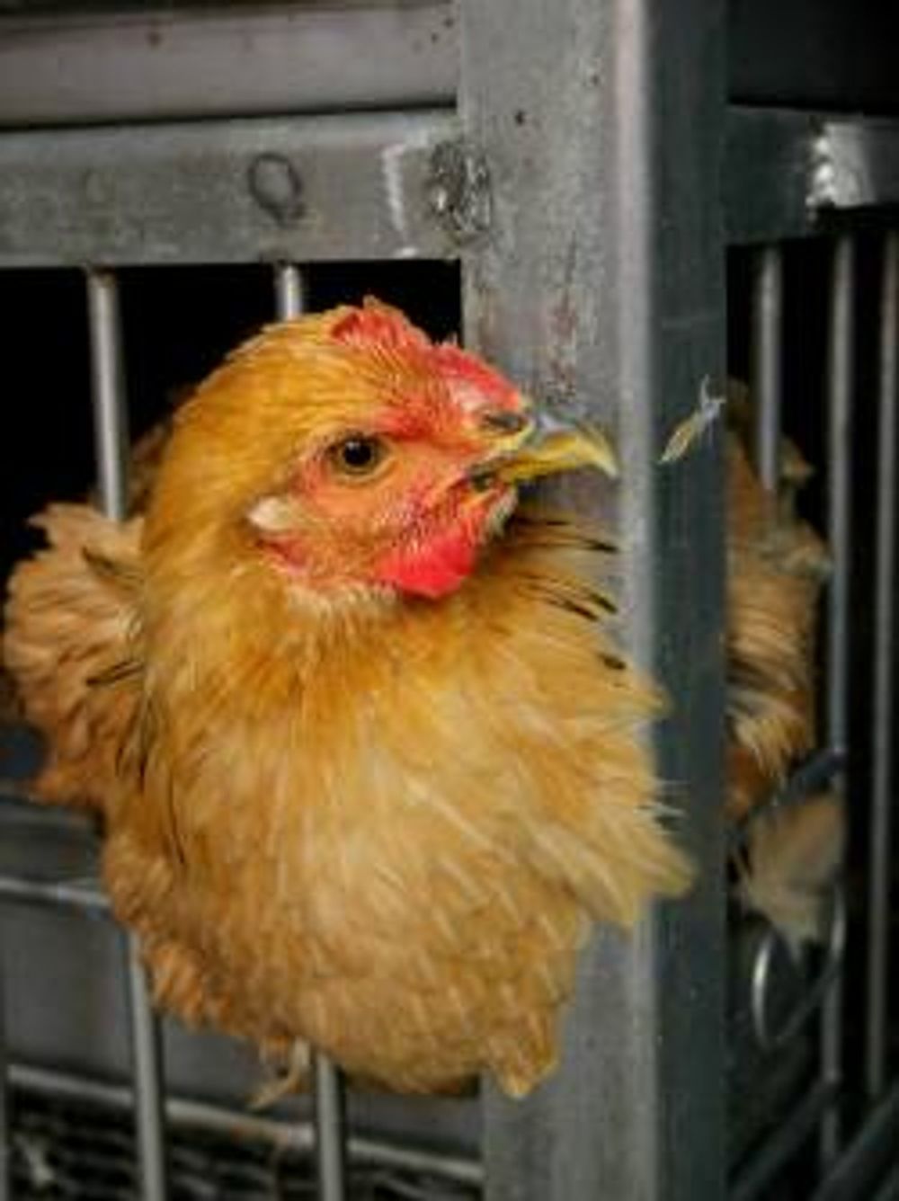 Experts identify mutations in bird flu virus