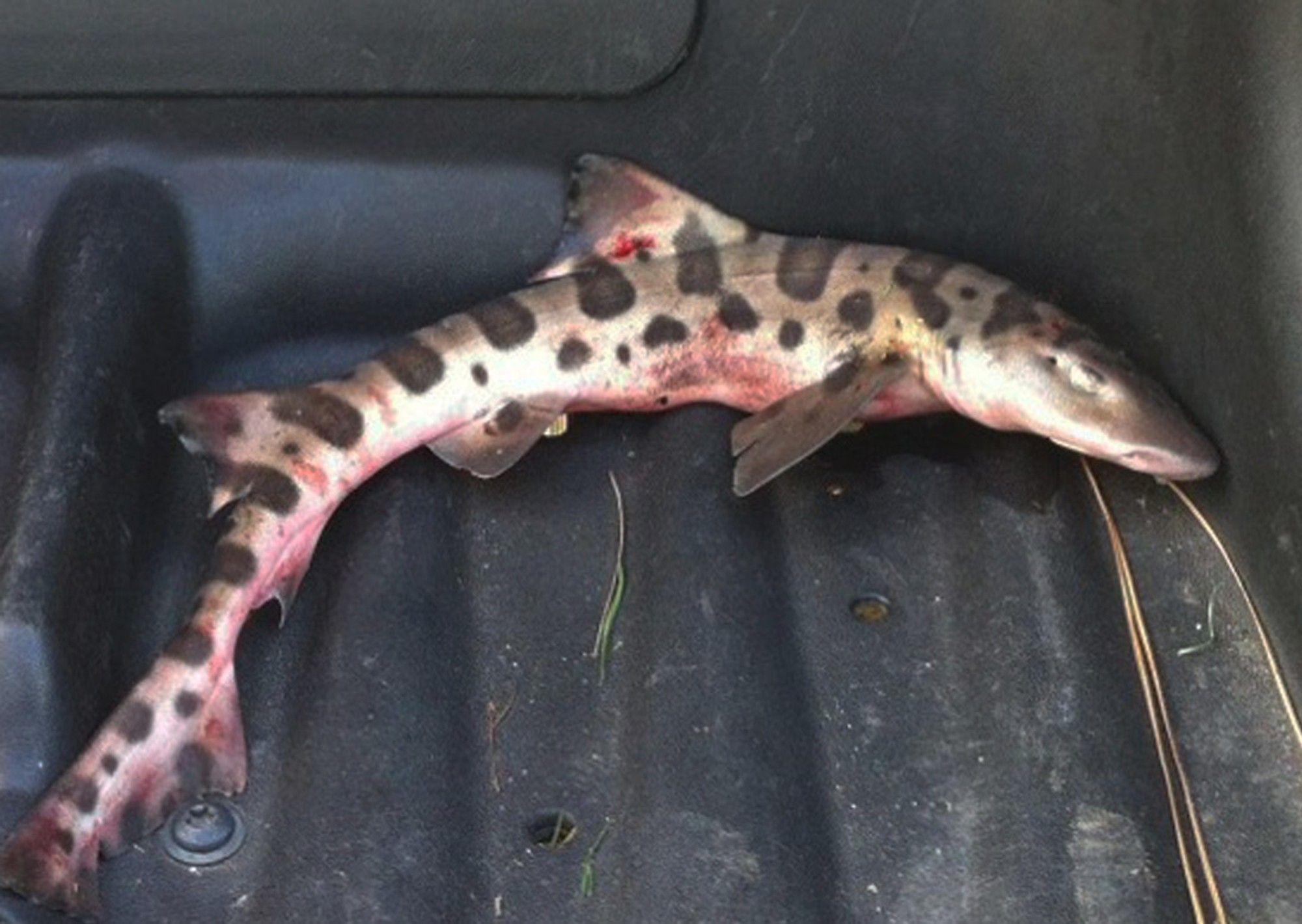 Fore! Shark lands on golf course