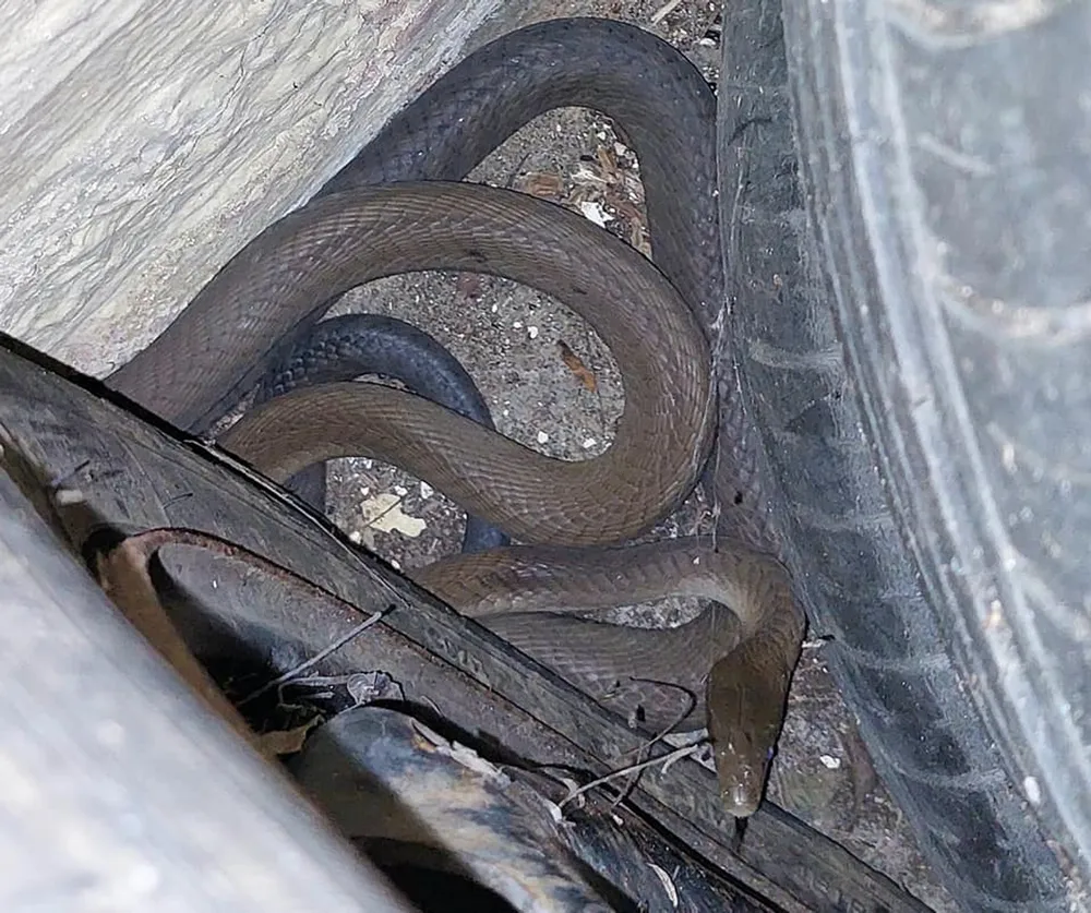 PICS: ‘I enjoy days like today!’ says snake catcher after making four ...