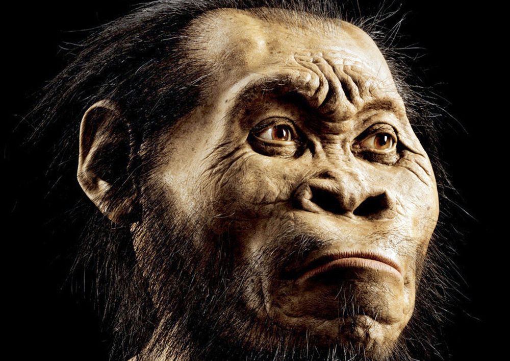 Video: How H. naledi got a face